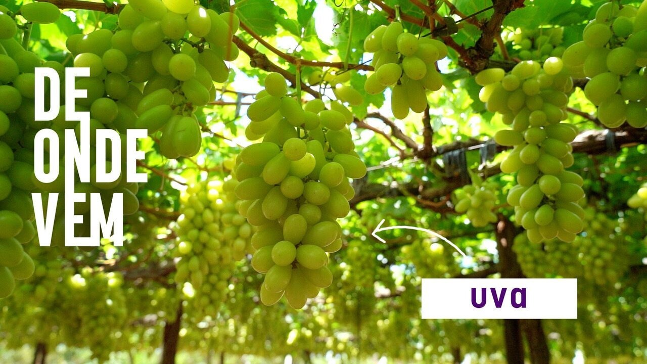 Como a uva, fruta do 'frio', virou uma das riquezas do sertão ...