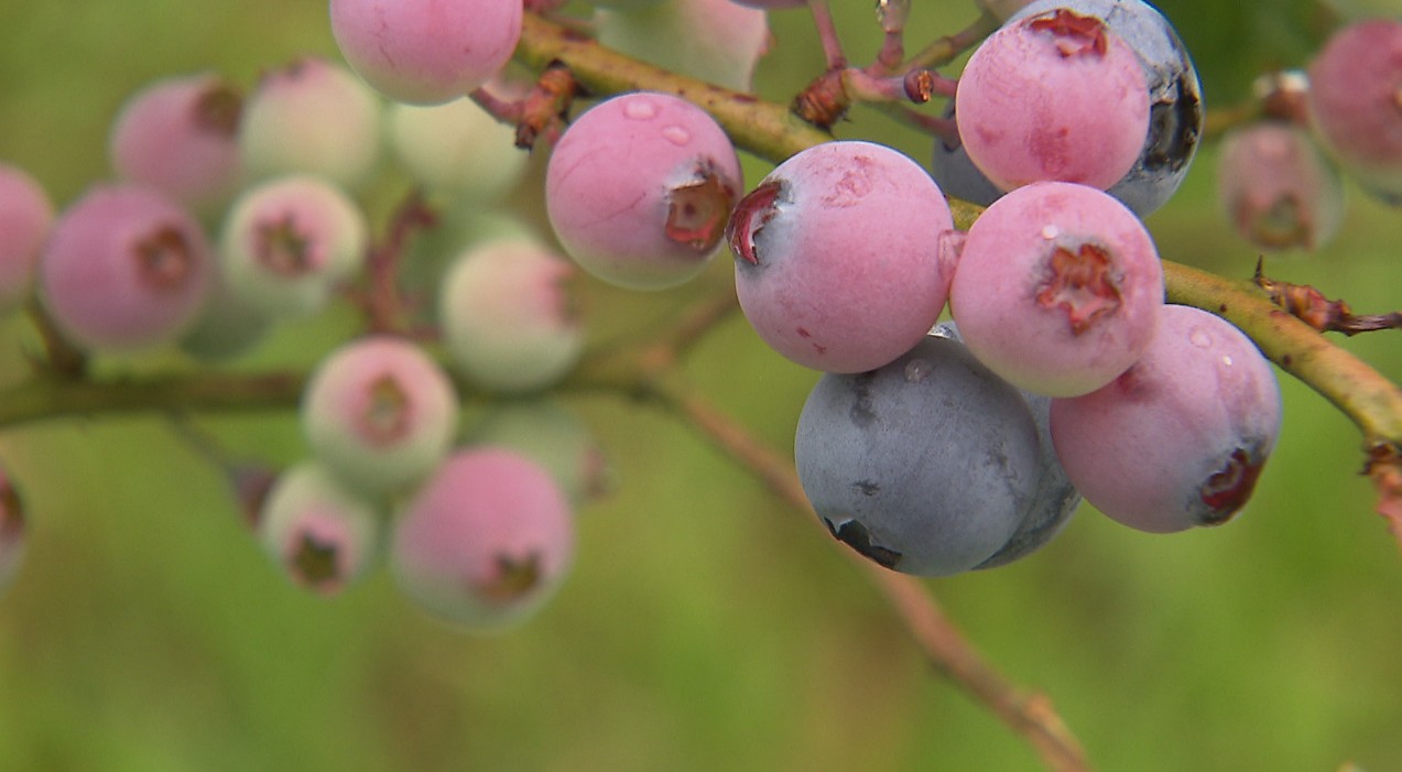 Saiba o que é o mirtilo, fruta conhecida no exterior como blueberry | G1