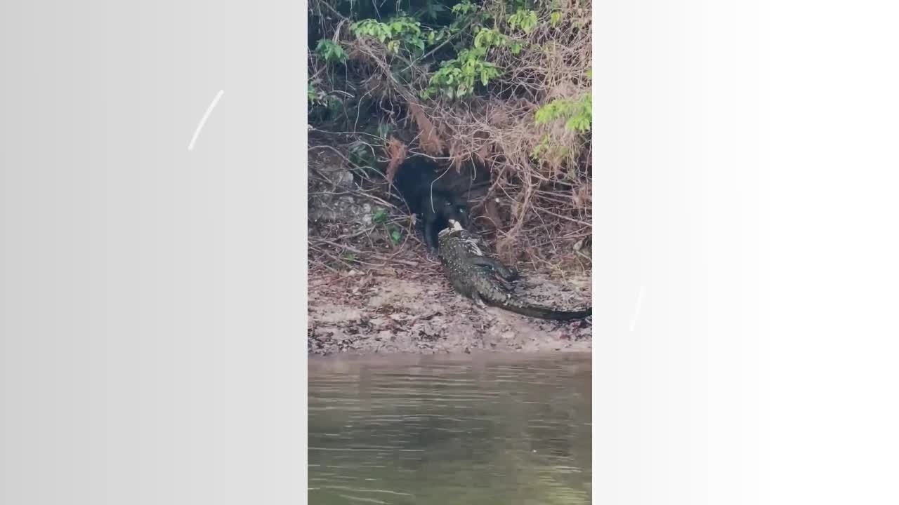 Rara onça-preta é flagrada predando jacaré em rio da Amazônia; veja ...