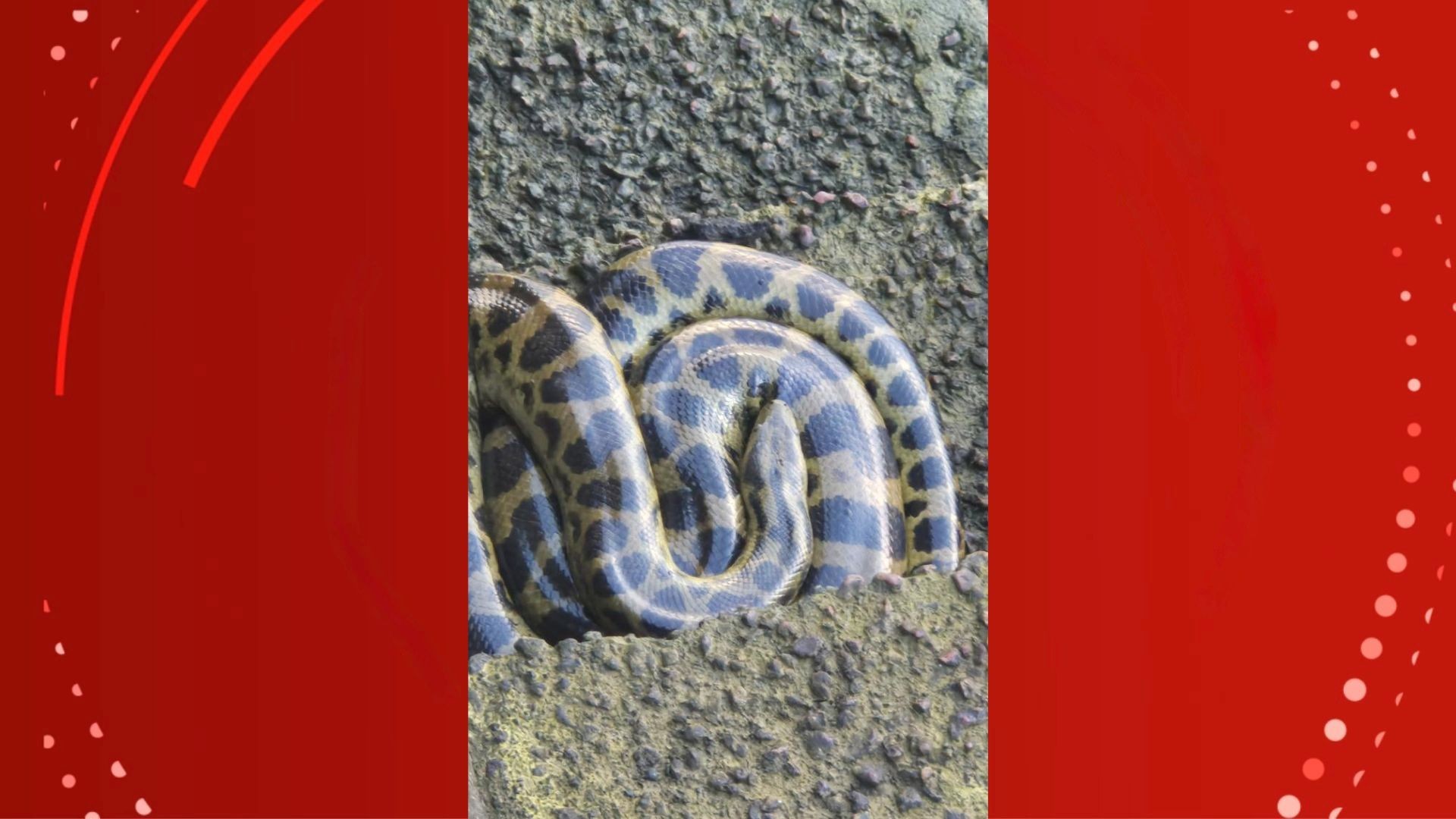 Sucuri na orla de Macapá: cobra é vista em escada próxima ao rio | G1