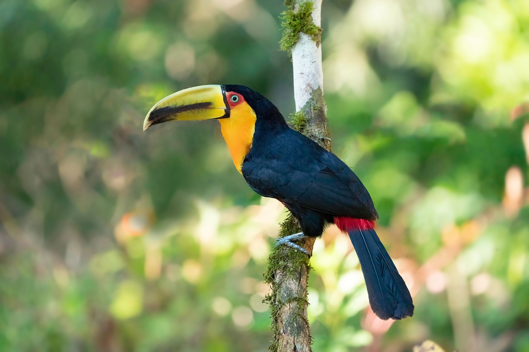 Tucano ‘diferente’ é flagrado no sul do Estado de São Paulo | Terra da ...