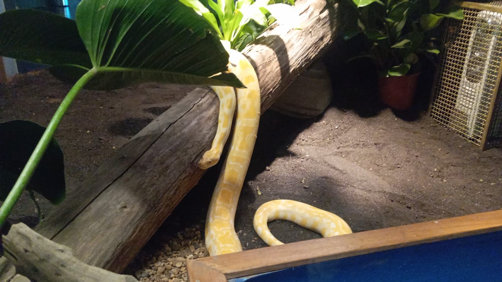 'Capitu': píton albina do Bioparque tem nome escolhido após votação ...