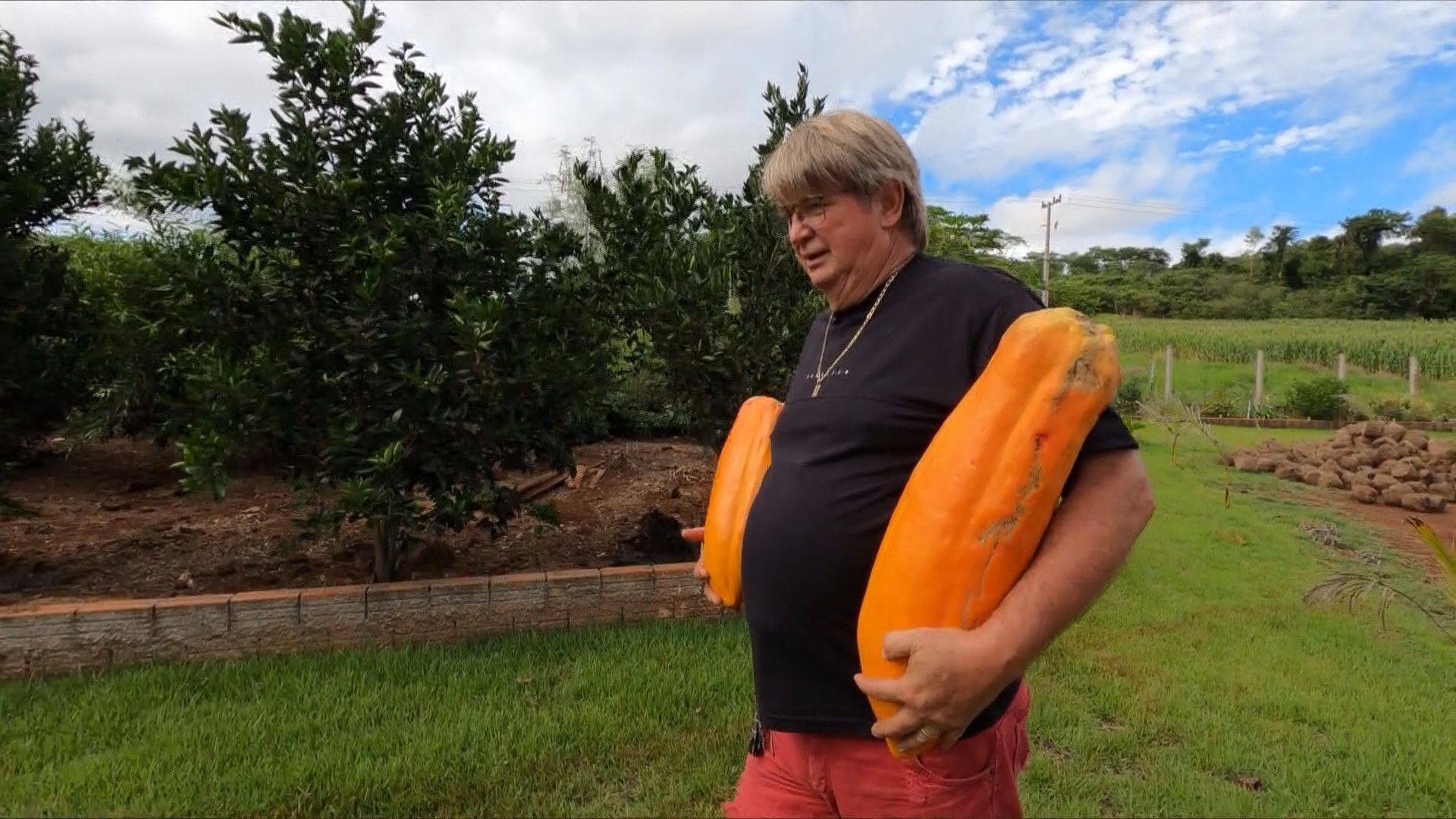 Produtor colhe 'mamão gigante' de quase 10 quilos no Paraná; veja ...