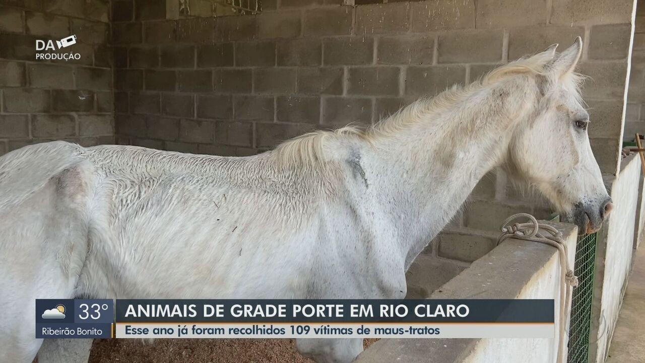 Rio Claro resgata 109 animais de grande porte vítimas de maus-tratos e abandono; saiba como ...