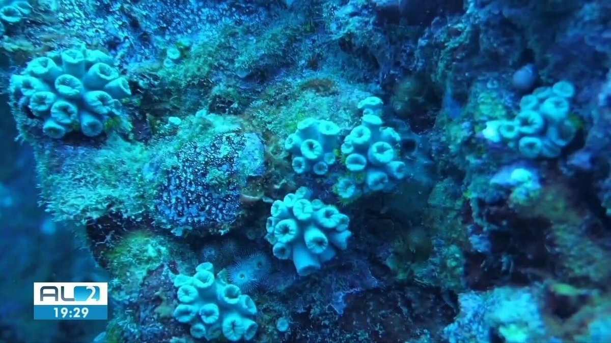 Espécie invasora, coral-sol é encontrado no Litoral Sul de Alagoas ...