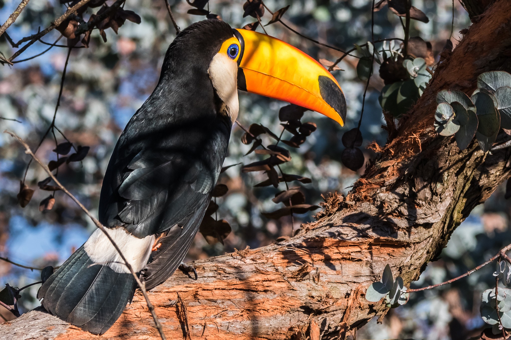 Árvore cheia de tucanos chama atenção em Rio das Flores | Sul do Rio e ...
