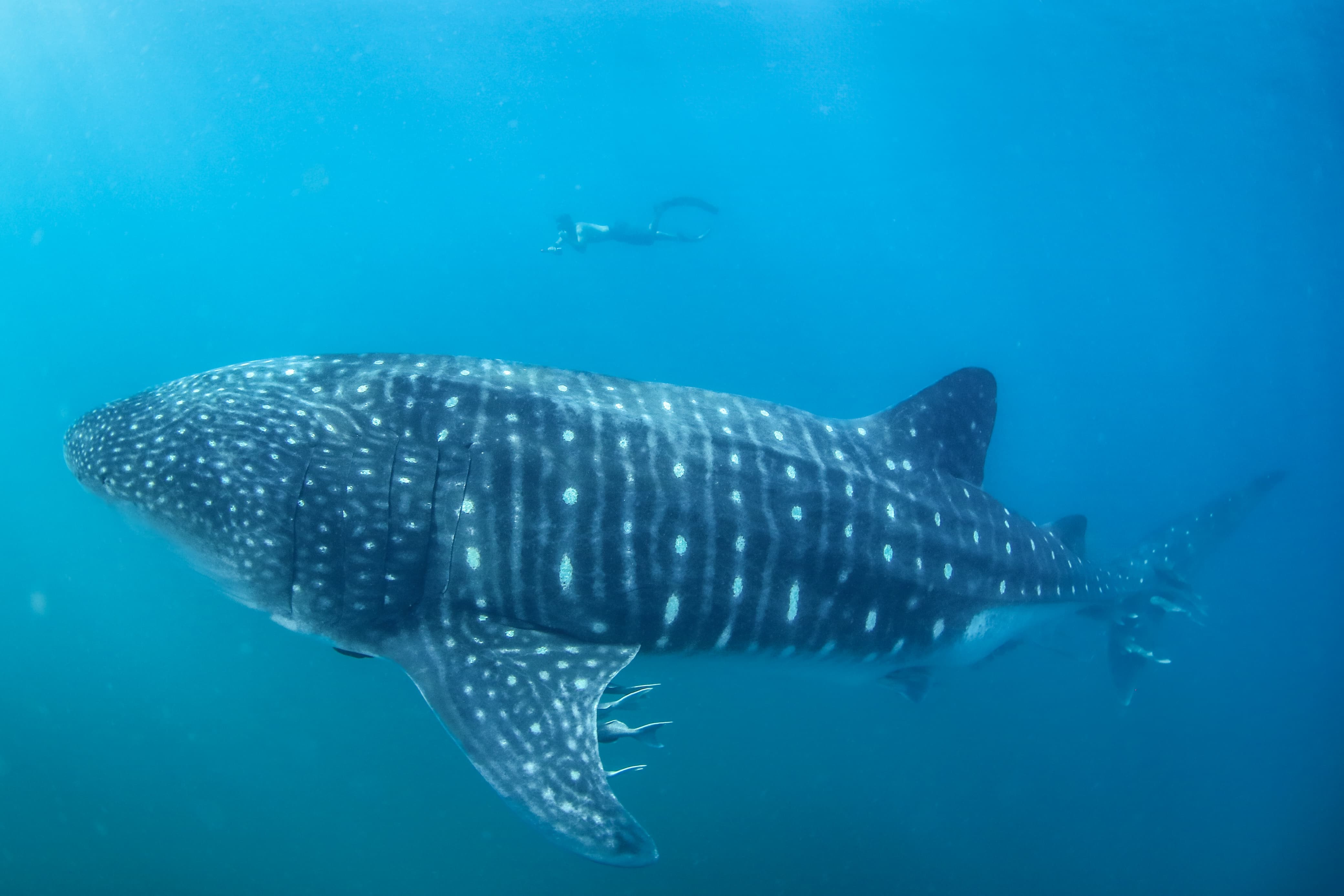Maior peixe do mundo, tubarões-baleia são avistados em Ilhabela ...