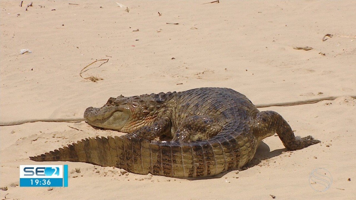 Jacaré é encontrado na Praia da Atalaia Nova na Barra dos Coqueiros | Sergipe | G1