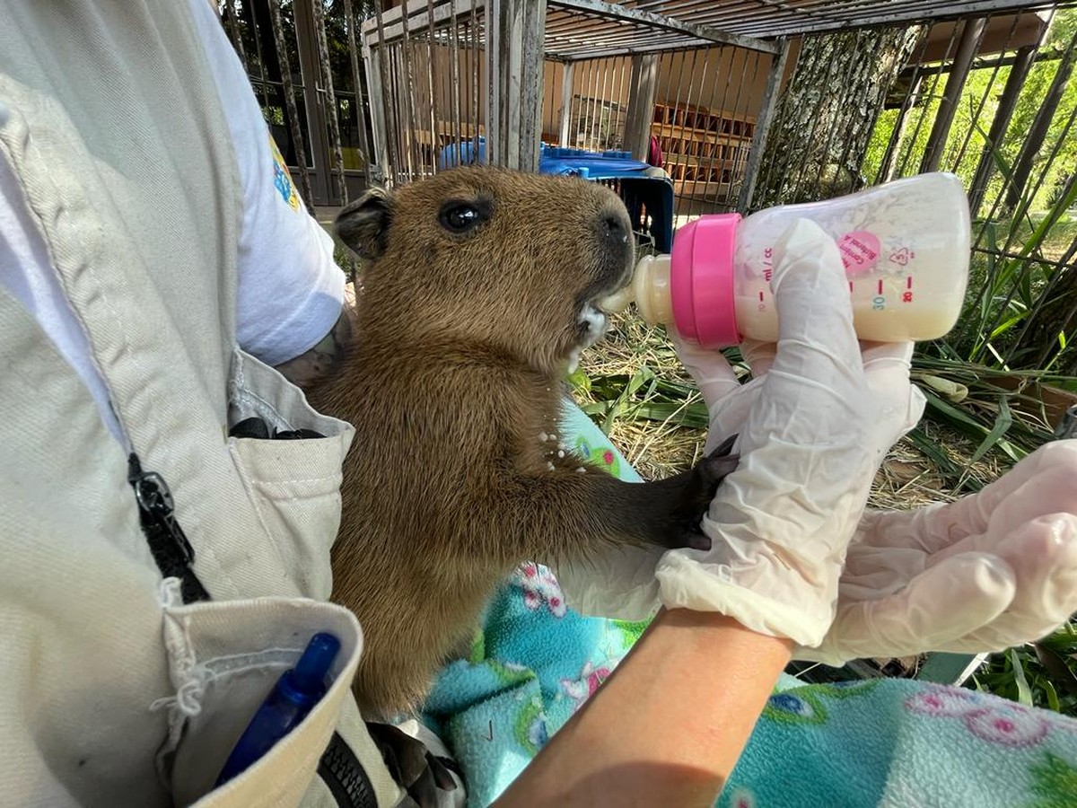 Filhote de capivara encontrado sozinho em rodovia é resgatado pela Mata ...