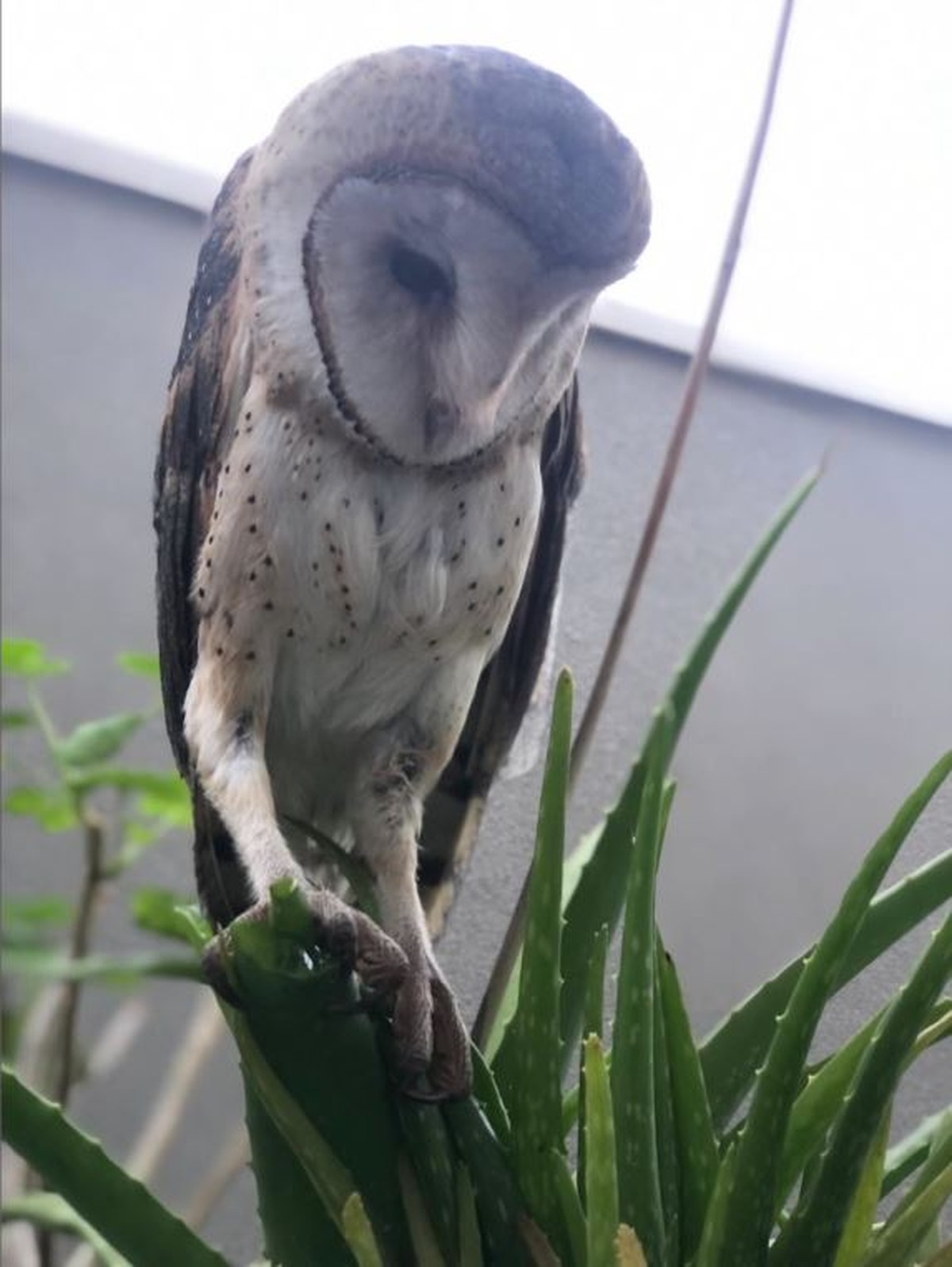 Coruja resgatada por ambientalista, em Monte Alto, SP, volta todos os dias para casa da família ...
