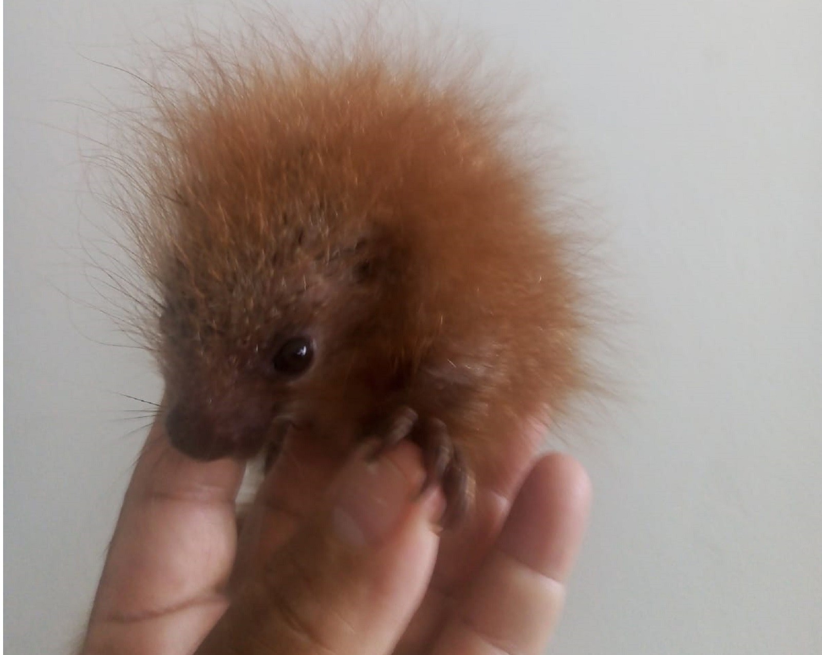 Filhote de ouriço-cacheiro recebe cuidados após resgate em Maceió ...