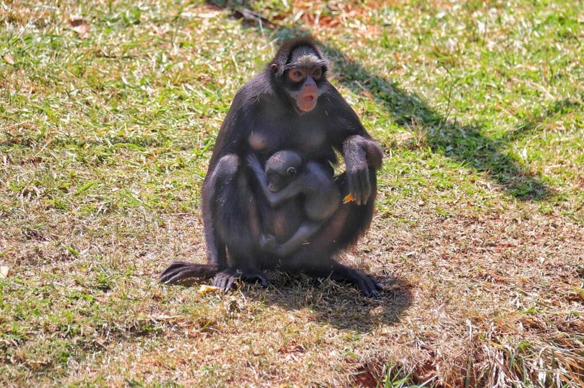 Saiba como escolher o nome do novo filhote de macaco nascido no ...