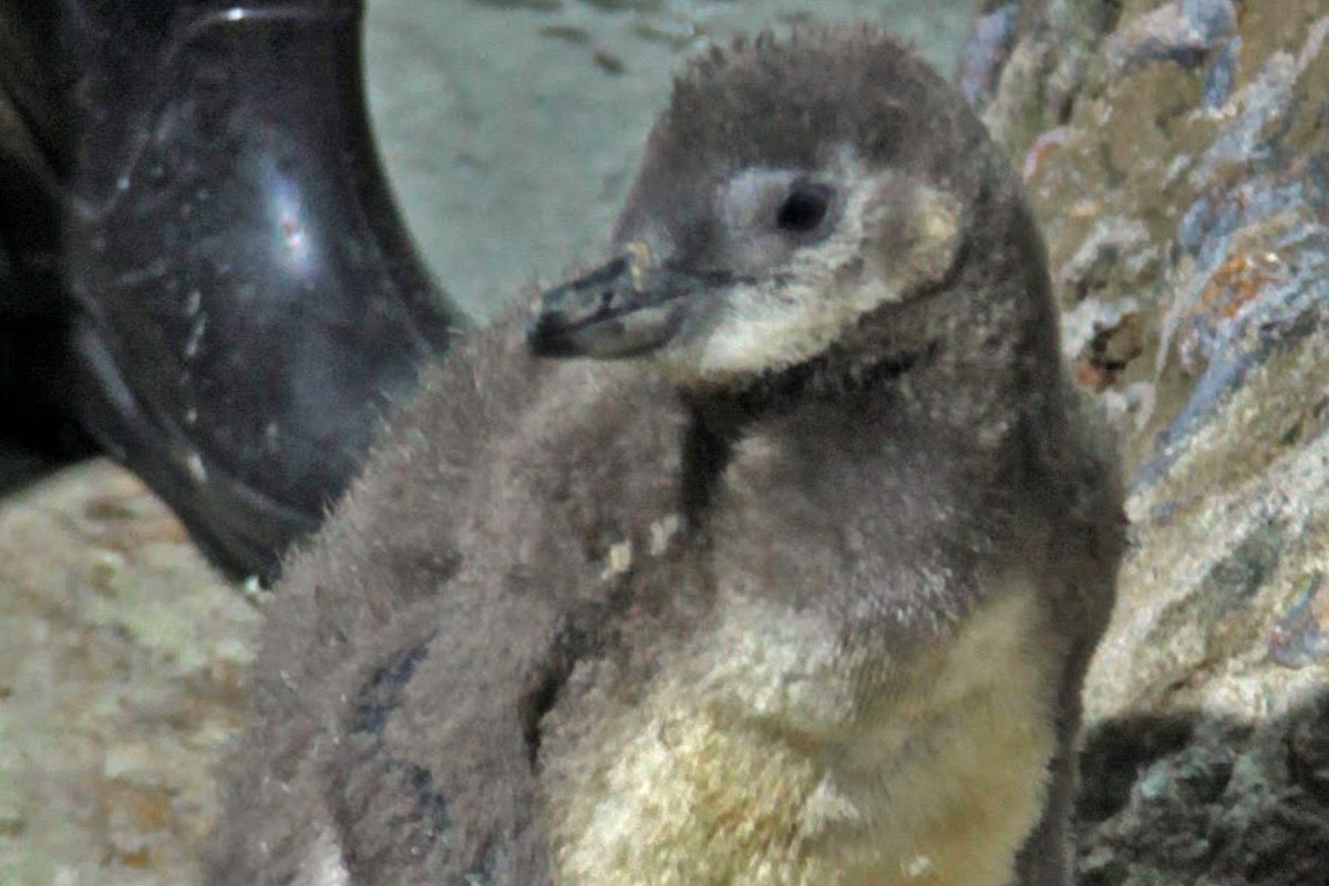 Filhote de pinguim é a nova atração do Aquário de Santos, SP | Santos e ...