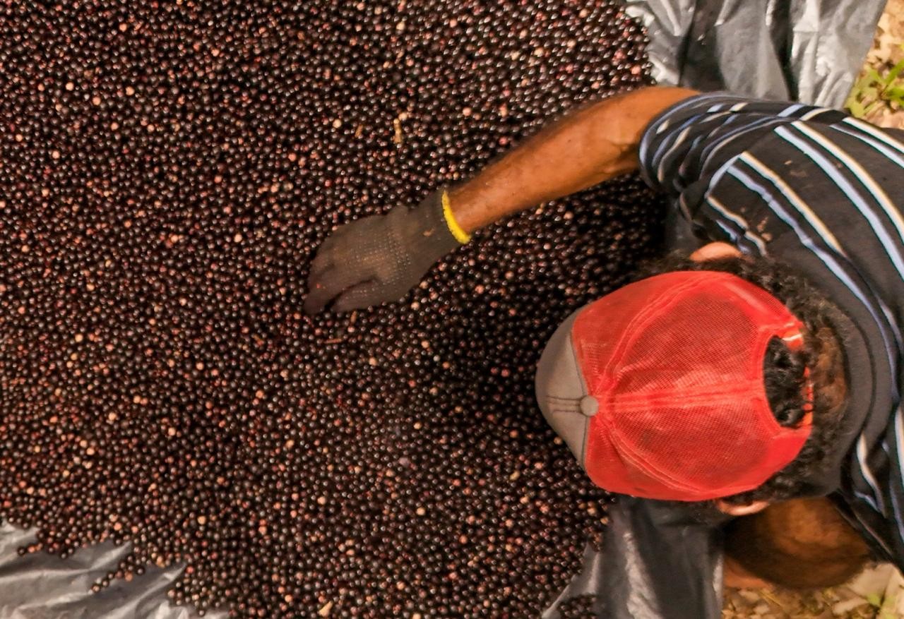 Açaí: Nova lei regulamenta produção e venda no Pará | G1