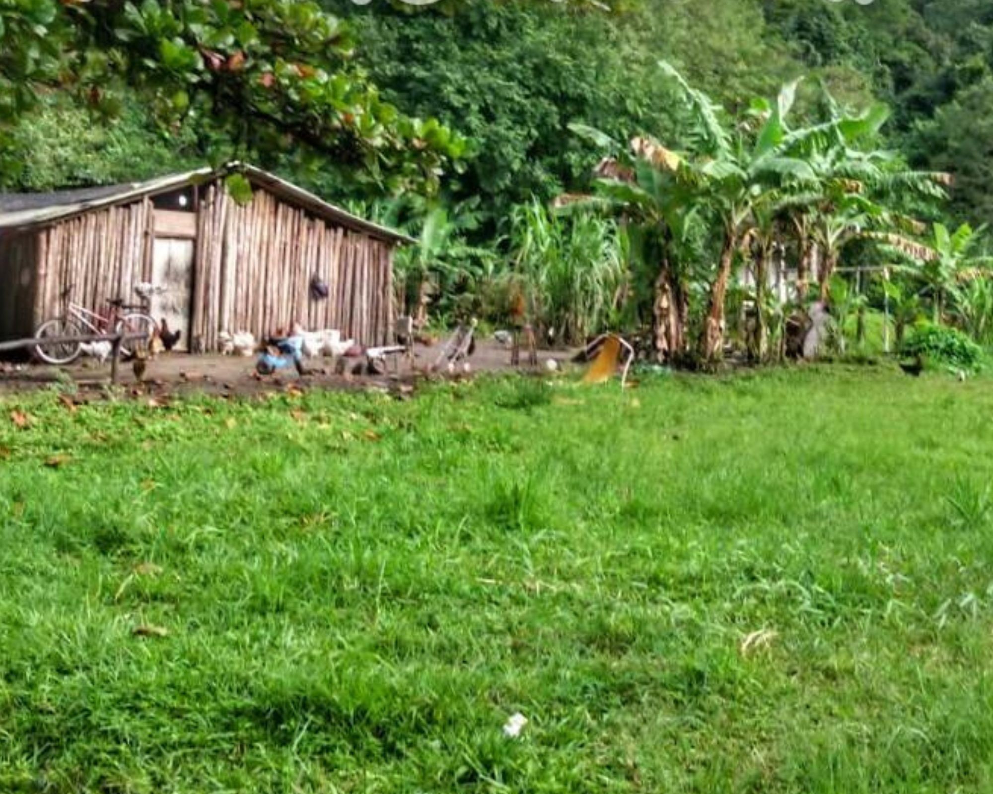 Censo do IBGE: Baixada Santista e Vale do Ribeira somam 6.006 indígenas ...