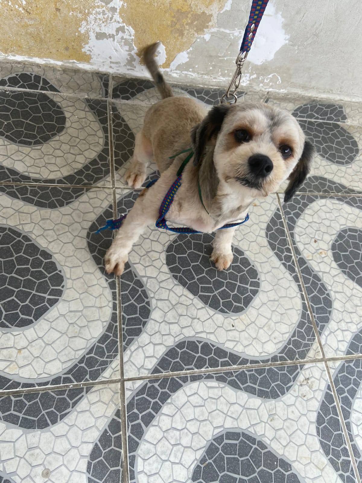 Cãozinho levado durante assalto na Via Dutra é encontrado no Rio | Rio ...