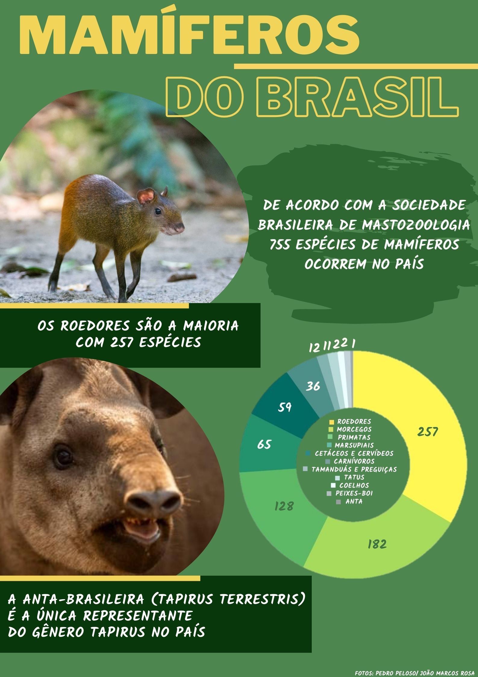 Lista de mamíferos do Brasil é atualizada | Terra da Gente | G1