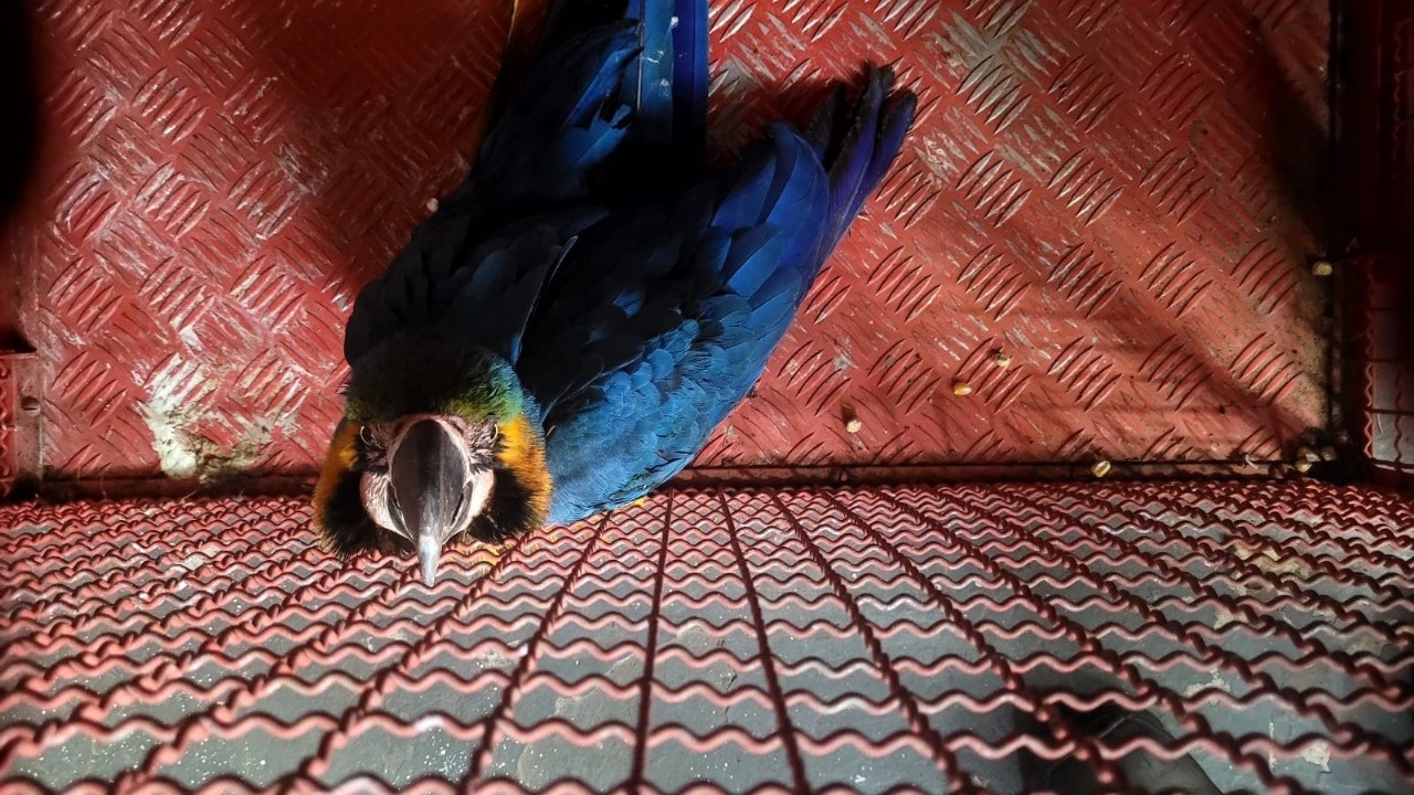 Arara ameaçada de extinção é atropelada e morre após resgate na região ...