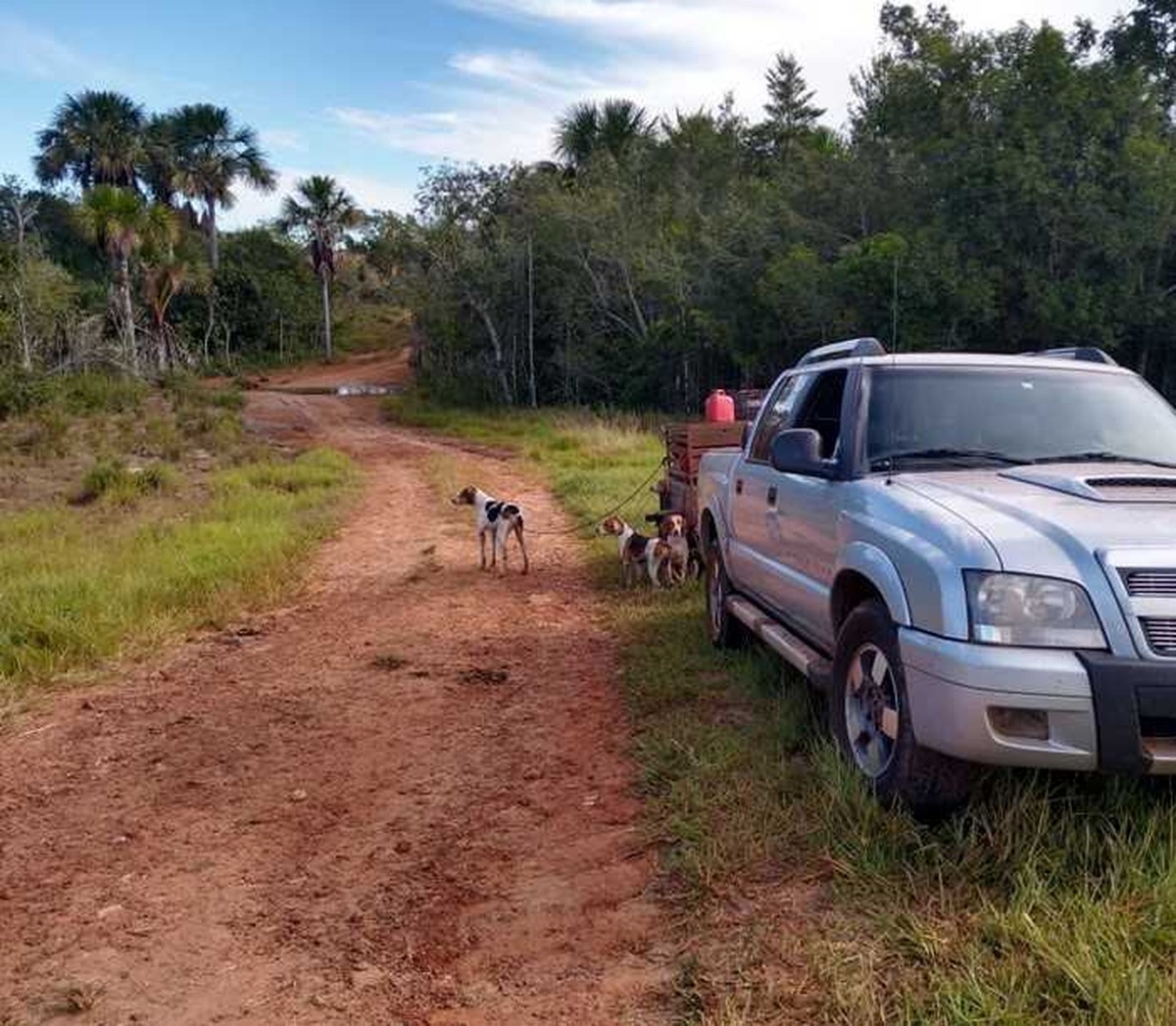 Cinco homens são presos com 19 cães de caça em MS | Mato Grosso do Sul | G1