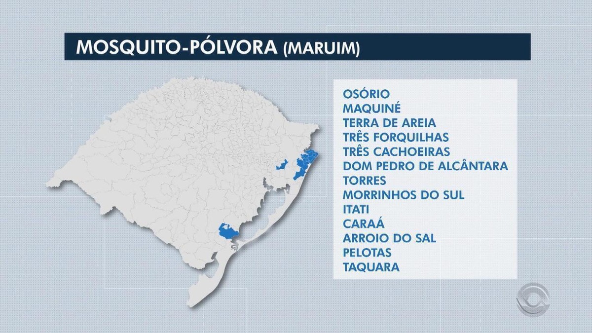 Mosquito-pólvora: conheça inseto que transmite vírus e preocupa ...
