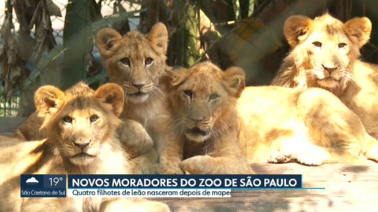 Zoológico de SP ganha 4 novos filhotes de leão a partir desta segunda ...