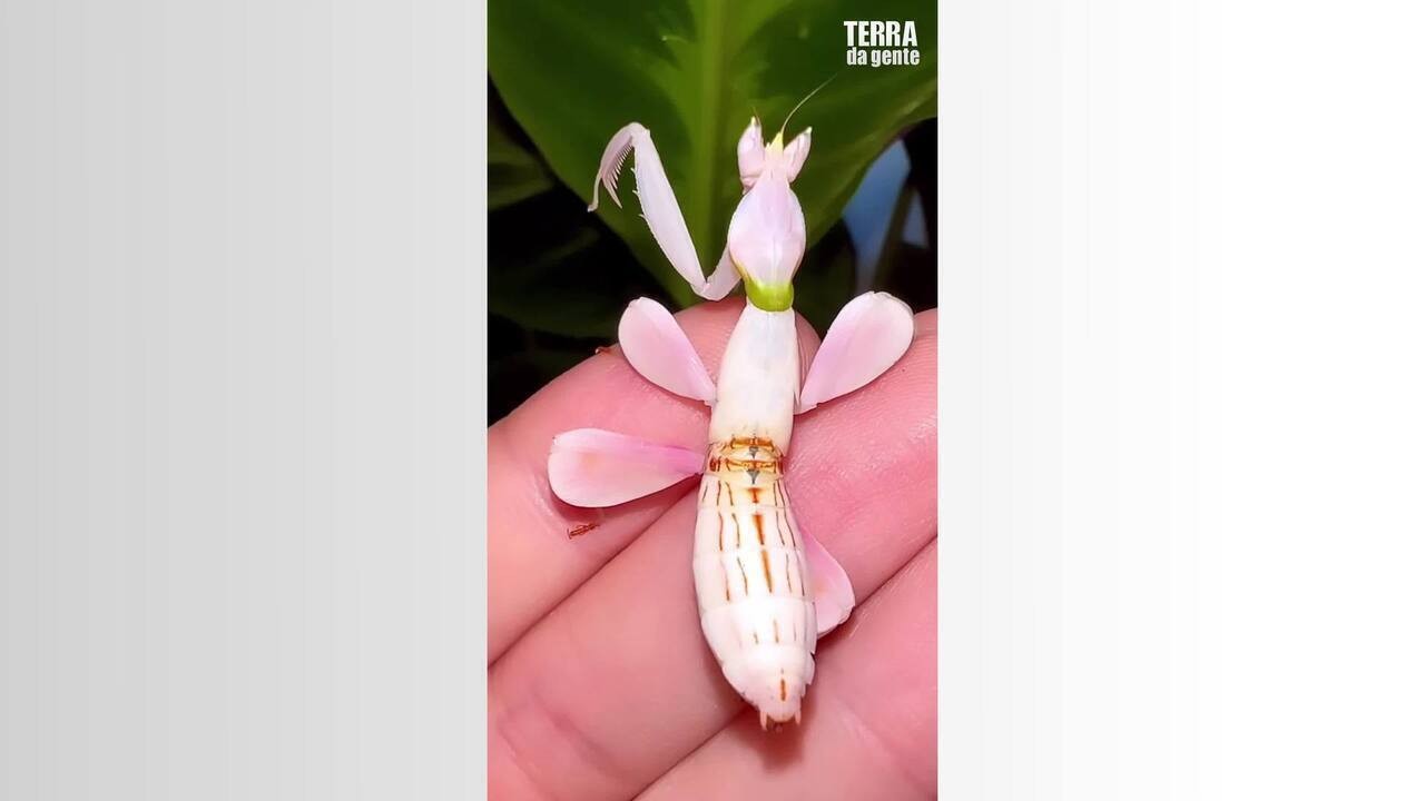 Louva-a-Deus-orquídea: conheça inseto que se disfarça de flor para ...