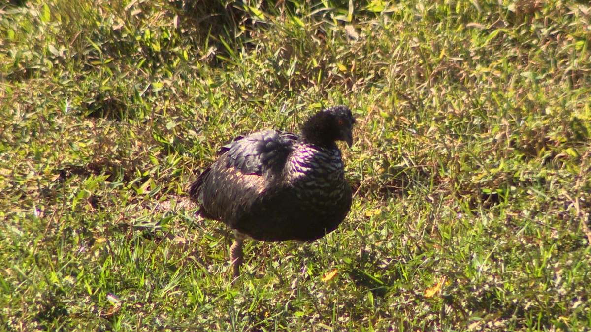 Anhuma é ave pouco comum nas regiões Sul e Sudeste do Brasil