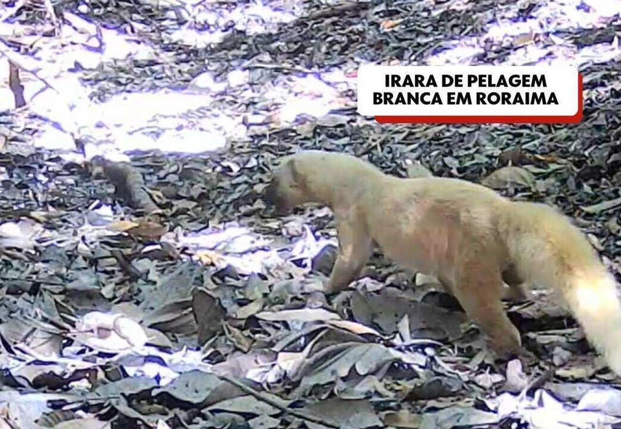 Rara irara com pelo branco é flagrada por armadilha fotográfica e ...
