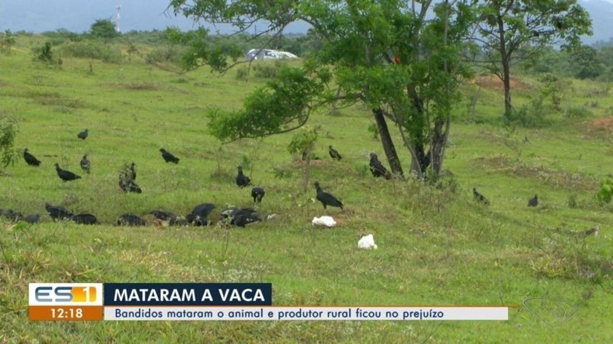 Criminosos matam vaca a tiros para fazer churrasco e enfrentam a ...