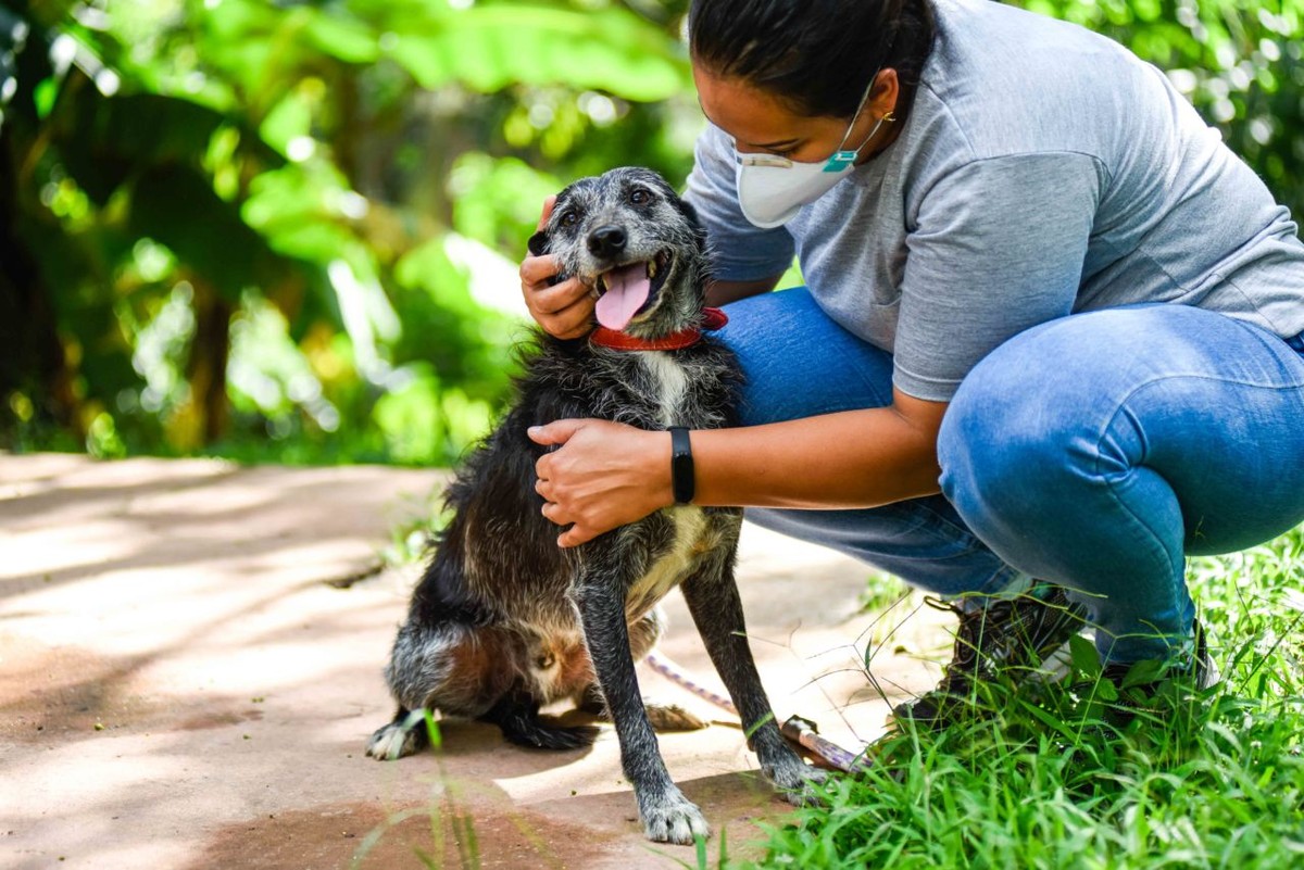 Curso de capacitação para protetores de animais recebe inscrições em ...