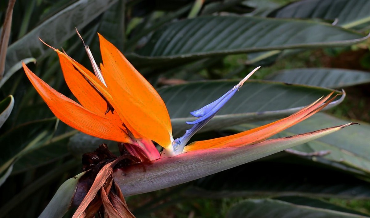 Estrelícia é planta exótica que surpreende pela beleza | Flora | G1