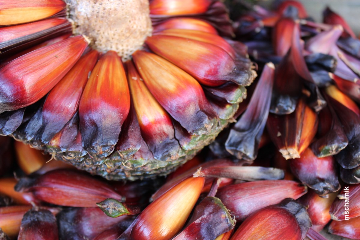 Colheita e venda do pinhão no Paraná estão liberadas | Paraná | G1