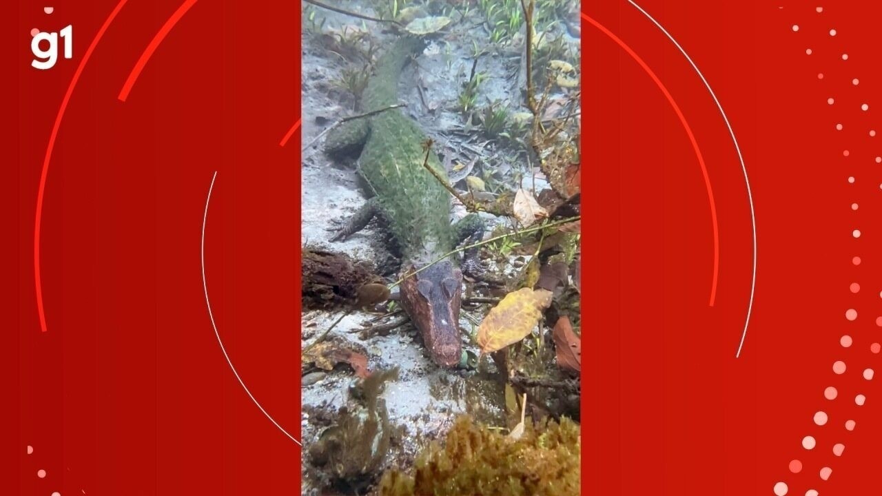 Jacaré de duas cores é visto submerso no Rio Sucuri e surpreende guia ...