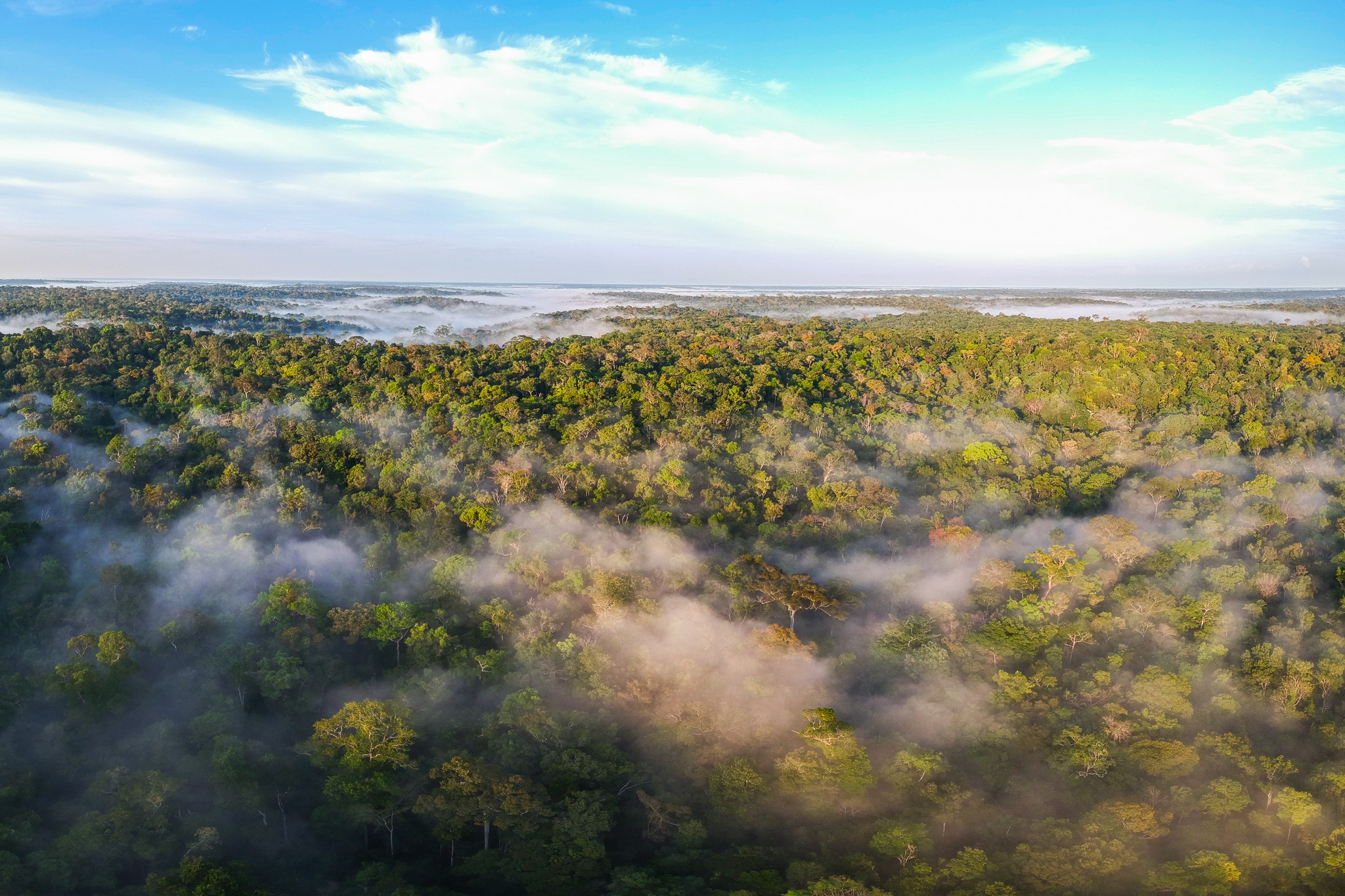 Um dos maiores especialistas do mundo em Amazônia faz alerta sobre o ...