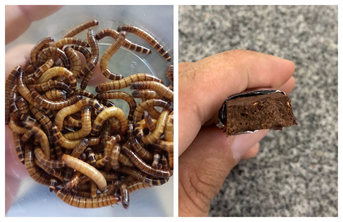 Choconebrio: conheça o chocolate de larvas produzido no Amapá | Amapá | G1