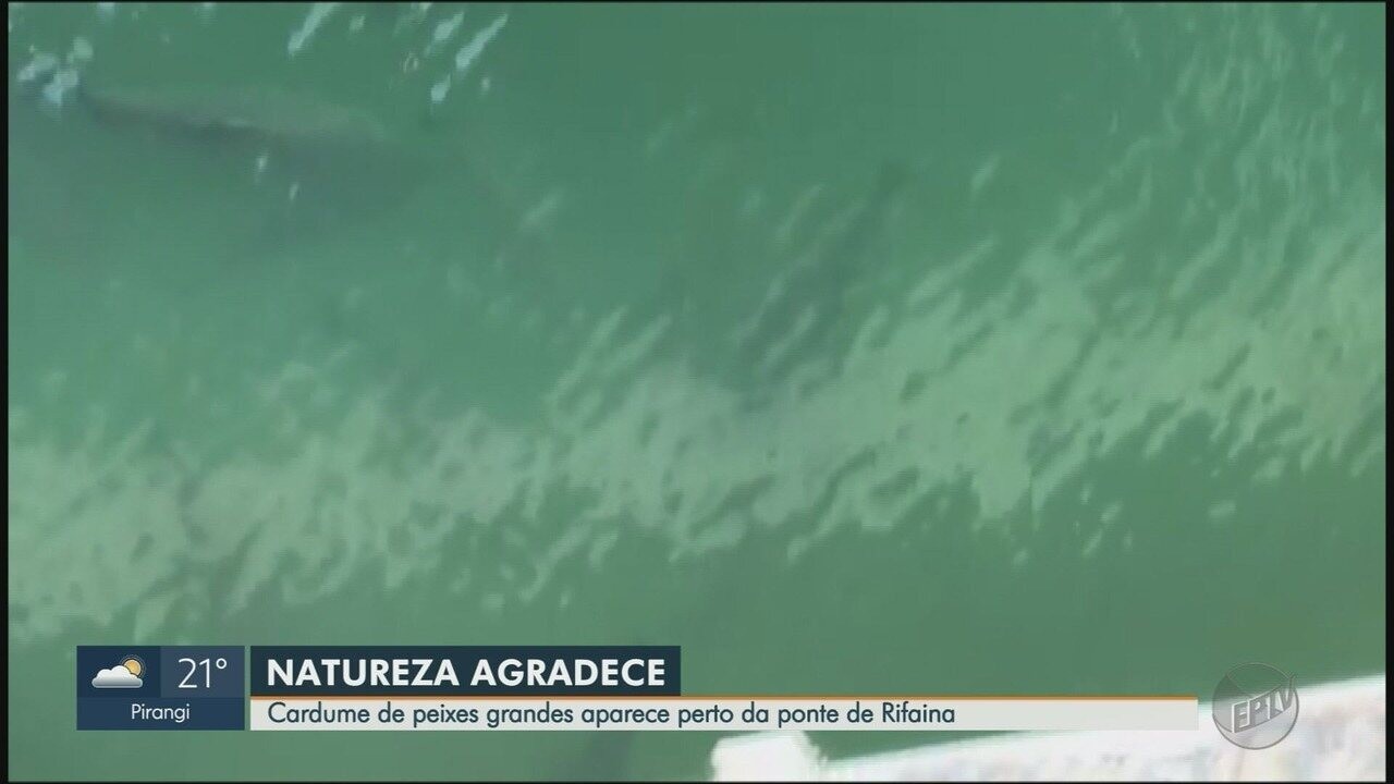 Redução de embarcações na pandemia deixa peixes visíveis na superfície ...