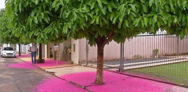 Época do jambo: conheça a origem da fruta exótica e seus benefícios ...