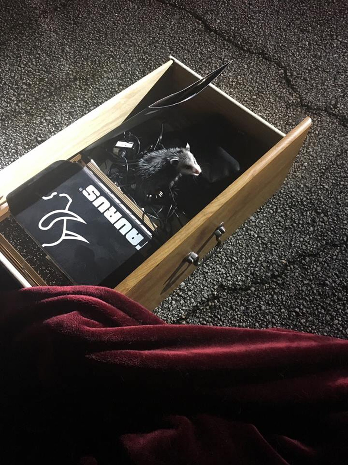 Mulher chama a polícia após ter quarto invadido por gambá nos EUA