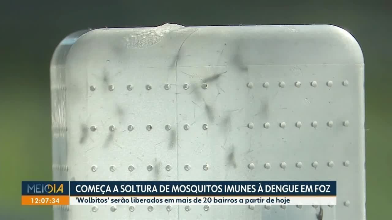 Método Wolbachia: soltura de mosquitos com bactéria que ajuda a inibir ...