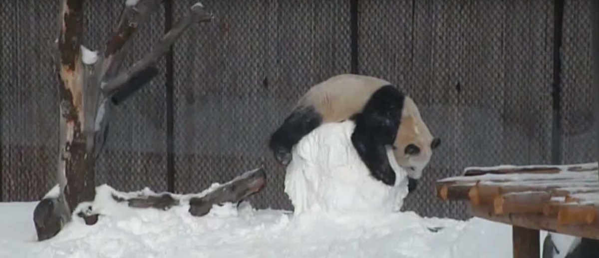Panda brinca com boneco de neve em zoológico de Toronto | Natureza | G1