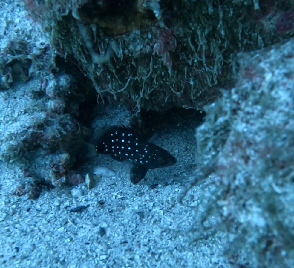 Fotografia Subaquatica De Peixes De Agua Doce Carpa Peixe Água Doce