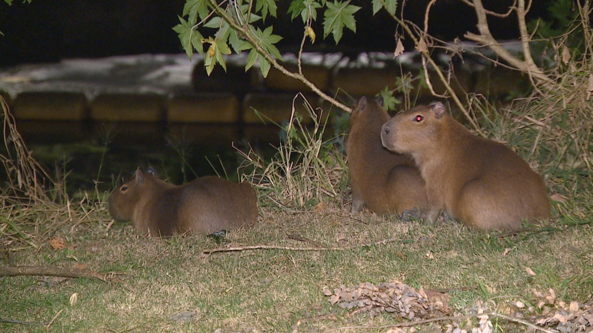 Capivaras são avistadas em avenida movimentada de Porto Alegre | G1