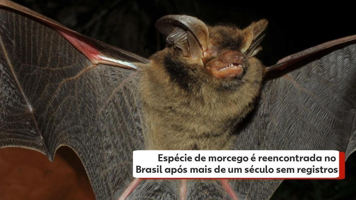 Espécie rara de morcego é reencontrada no Brasil após mais de um século ...
