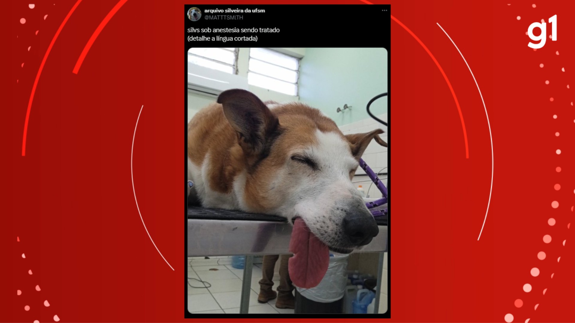 Celebridade de 4 patas: cão Silveira da UFSM viraliza com memes, domina ...