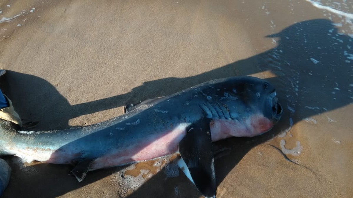 Raro tubarão-boca-grande é encontrado boiando no Litoral do Piauí ...