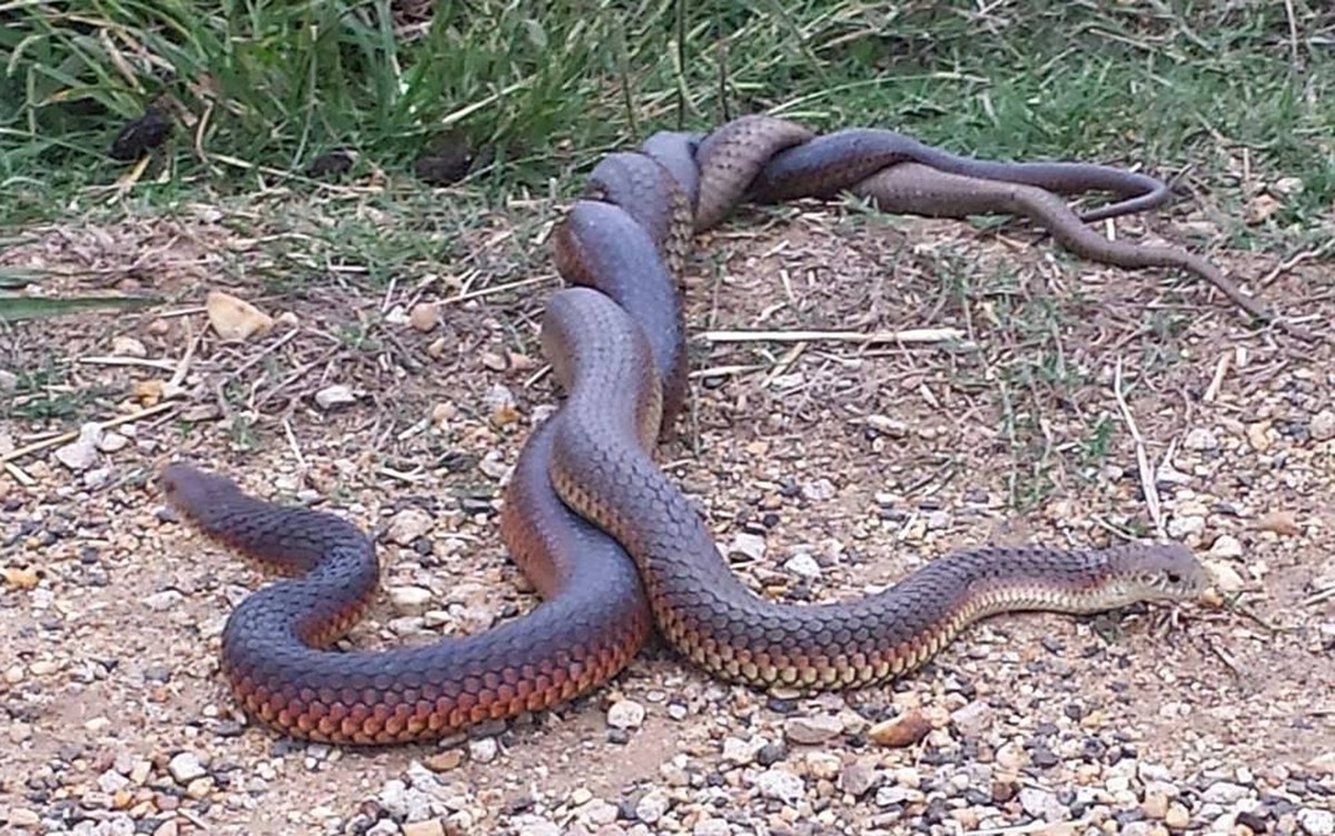 Cobras são flagradas enroladas durante luta em fazenda australiana ...