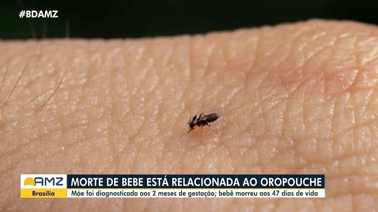 Em meio ao aumento nos casos de Oropouche em 2024, MPF e MP recomendam ...