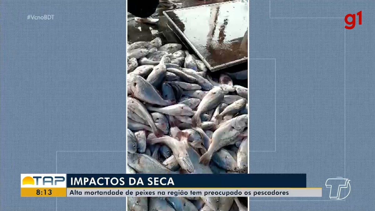 Mortandade de peixes: biólogo explica como a seca severa tem ...
