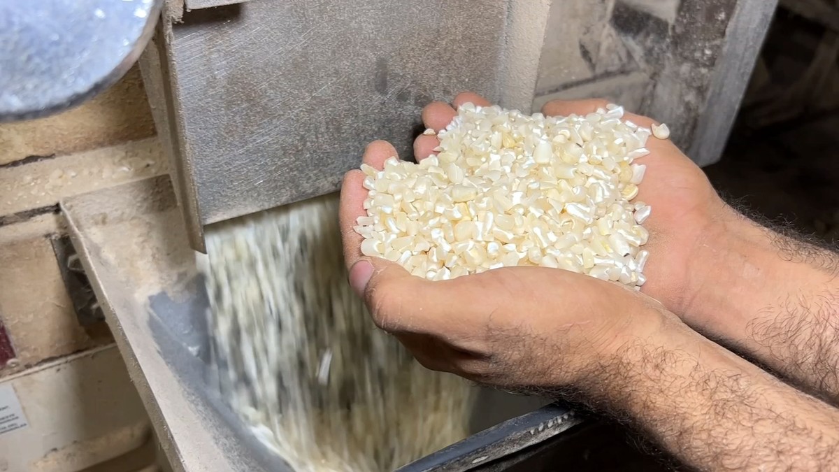 É época de safra de milho branco | Nosso Campo | G1