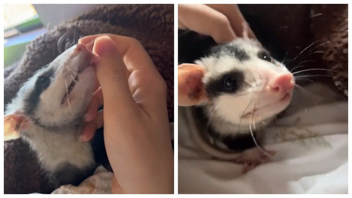 VÍDEO: Gambá recém-nascido é resgatado e passa por 'reabilitação ...